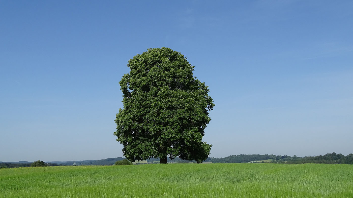 Der Duft der Linde - Kleine Geschichten